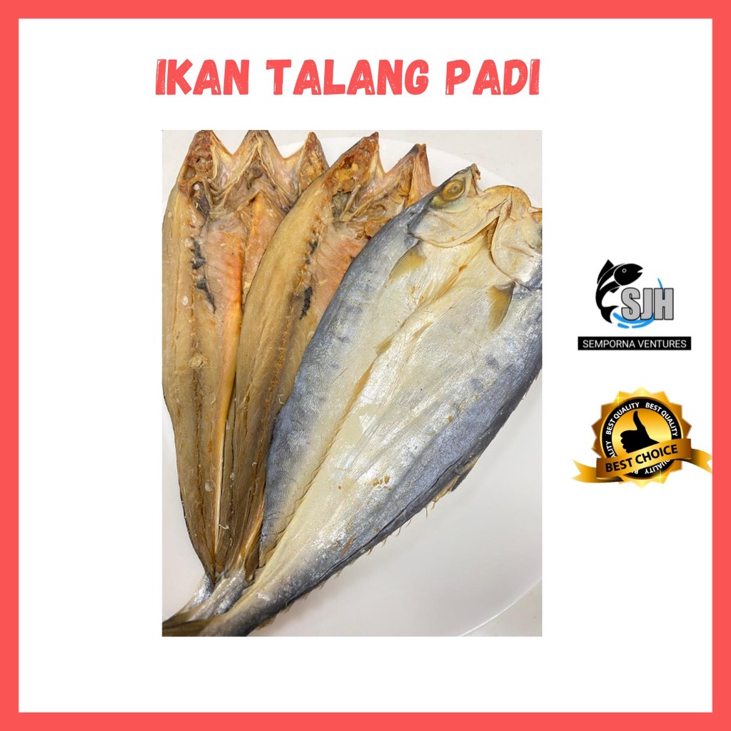 Salted Dried Fish Rice Talang Dried Fish / Salted Dried Fish / 280G ...