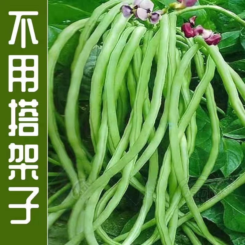 100+ Long Bean Green Seeds Dwarf Horticultural Long Pod 无架长豆 | Shopee ...