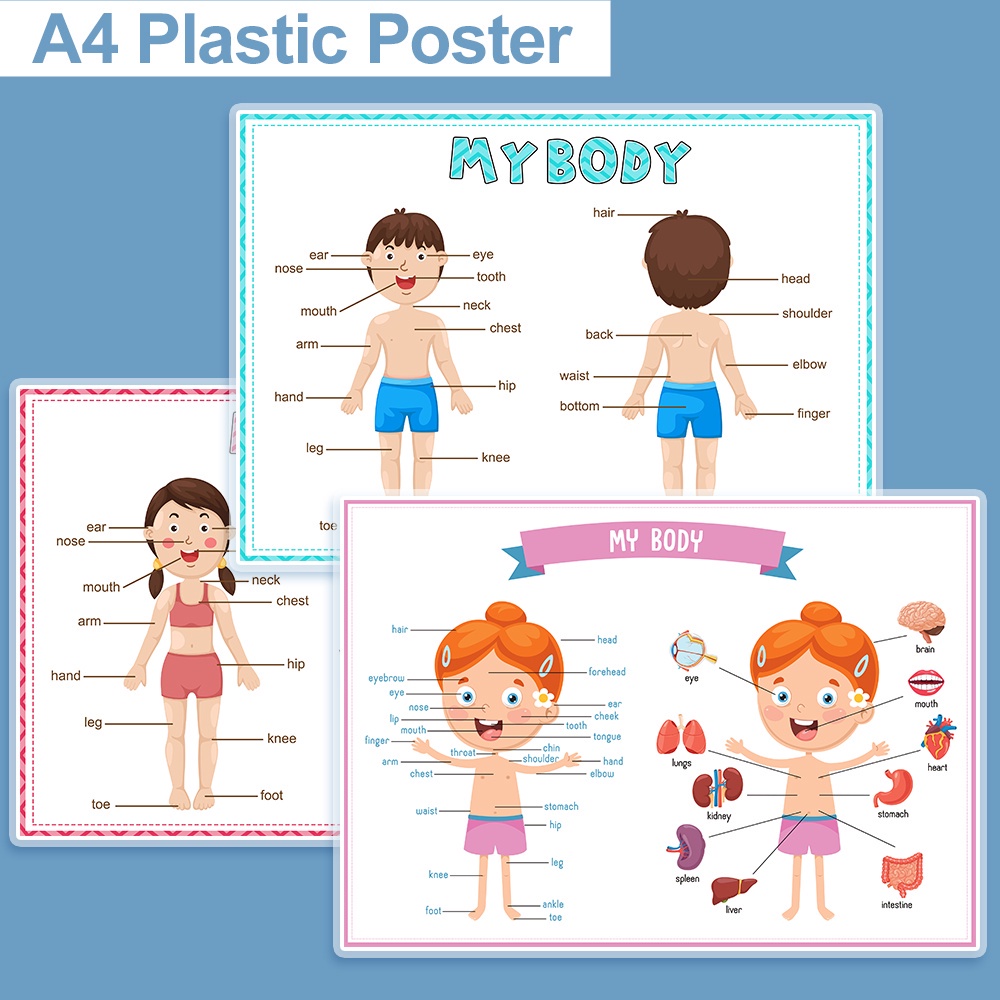 My Body Learning English Words Educational Posters for Kids Baby ...