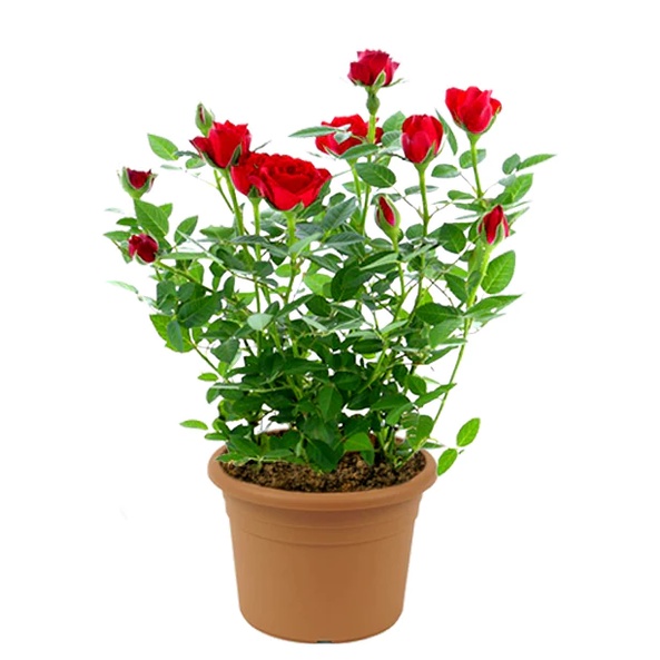 Miniature Rosa Rose Plant, Mini Rose Baby Red (0.4mH, in plastic or ...