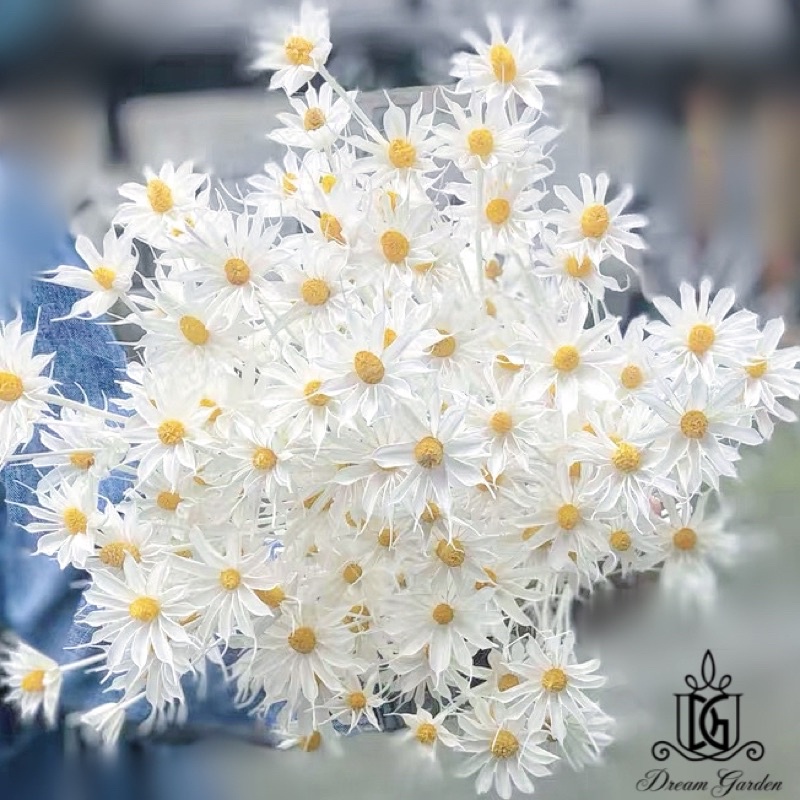 🇸🇬[SG Stock]Handmade Dried Flowers Dried Daisy Dried Sunflowers ...