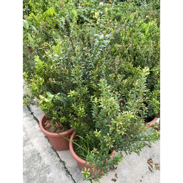 Syzygium Buxifolium (Boxleaf Eugenia, Fish-Scale Bush) real live plant ...