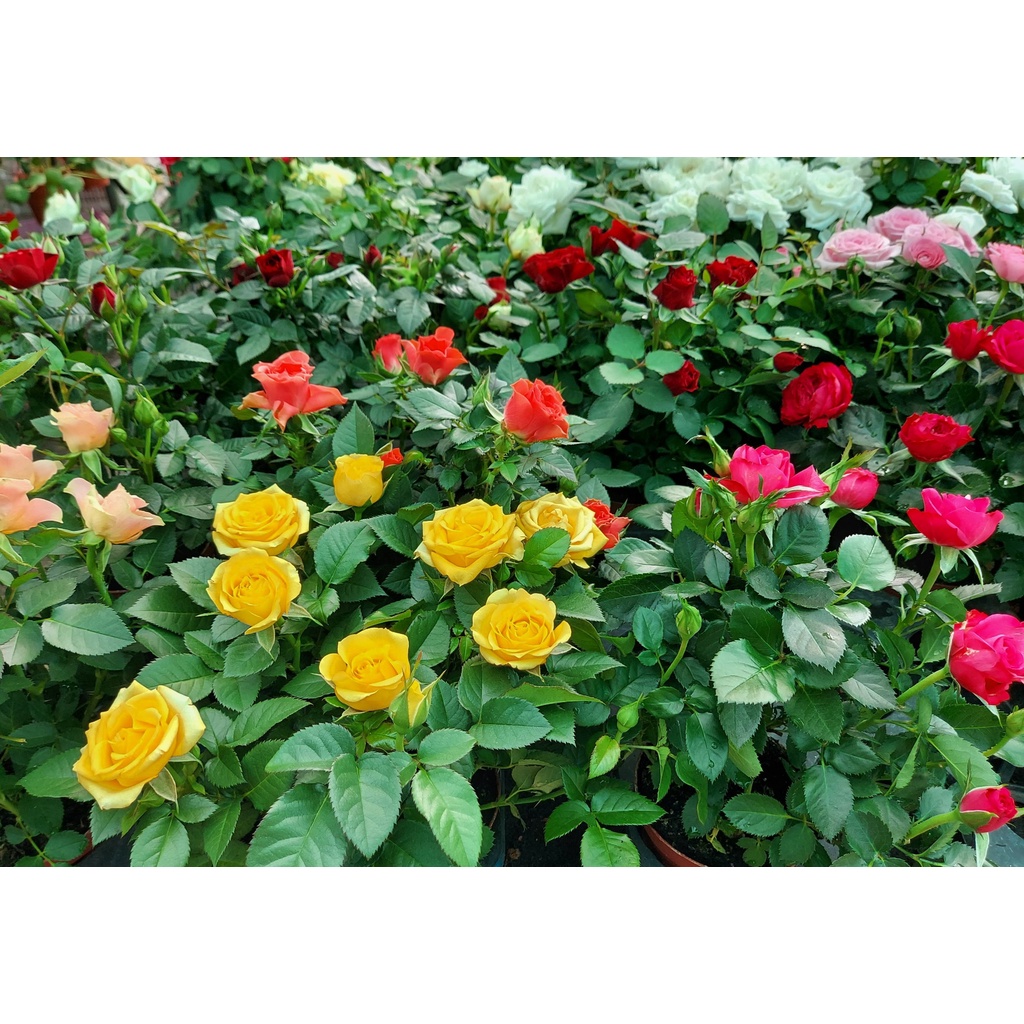 Assorted Local Rose Indoor House Home Potted Plant Variety of Colours ...
