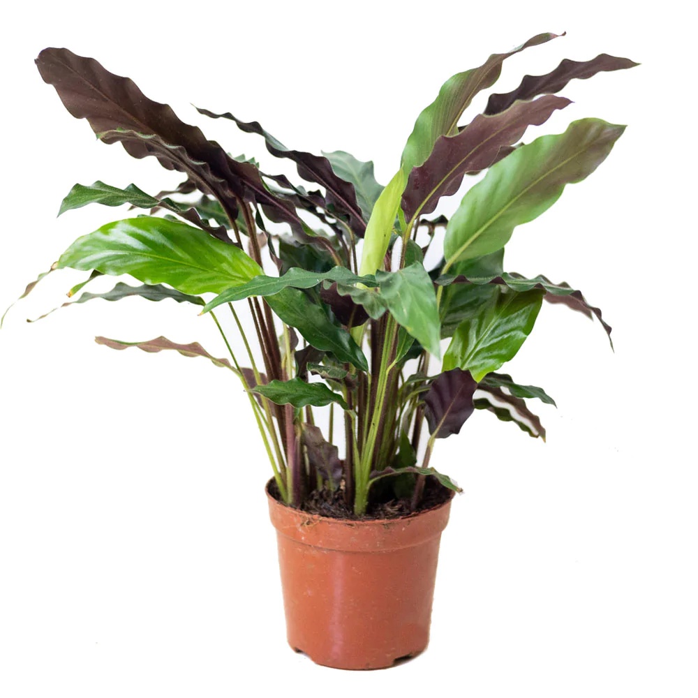 Calathea rufibarba, Velvet Calathea (0.3m) | Shopee Singapore