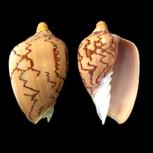 Noble Volute Nobilis 94mm - Seashell - Natural SeaShells - Collectible ...