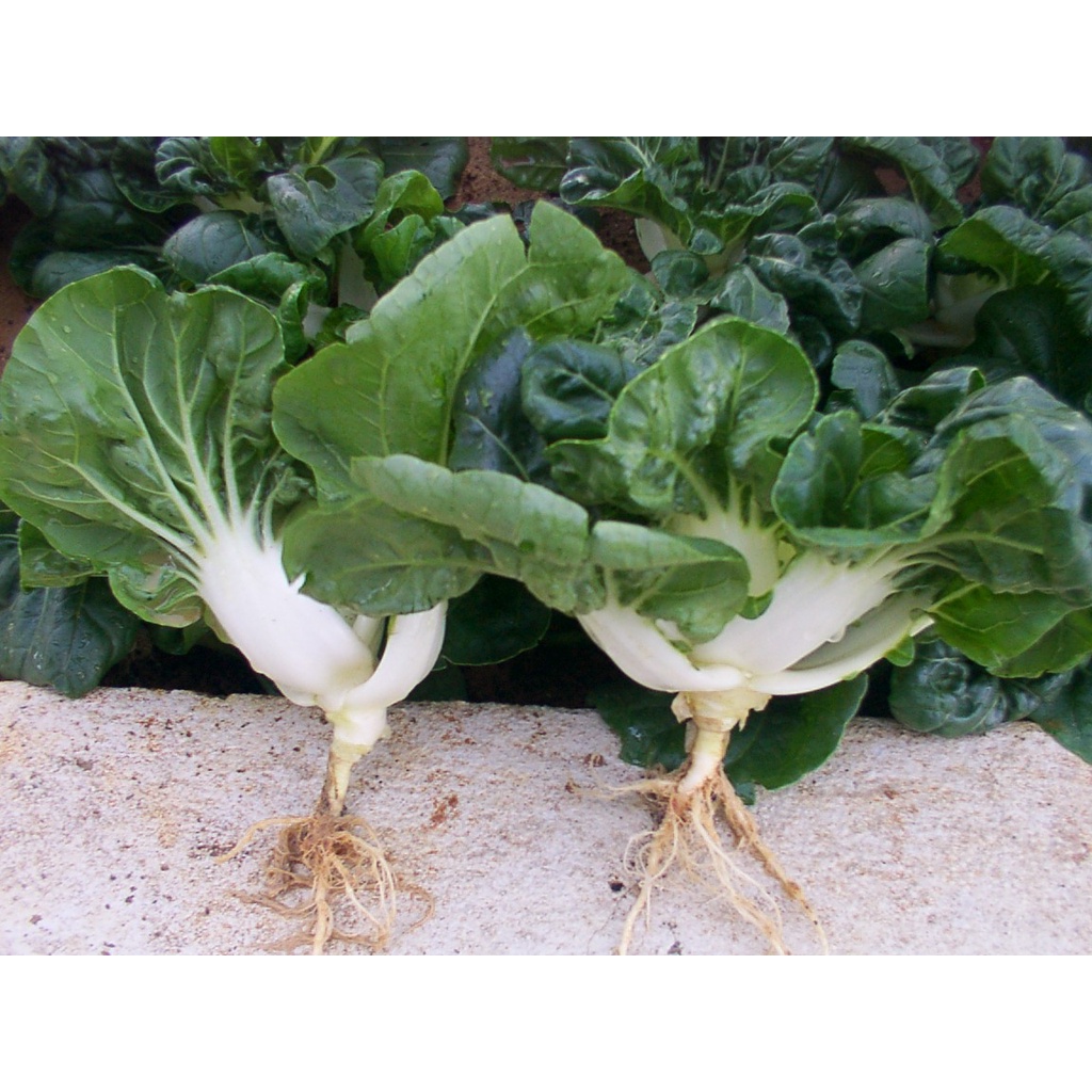 150 Curly Dwarf Nai You Pak Choy Seeds | Local Stock | EZGgow.sg ...