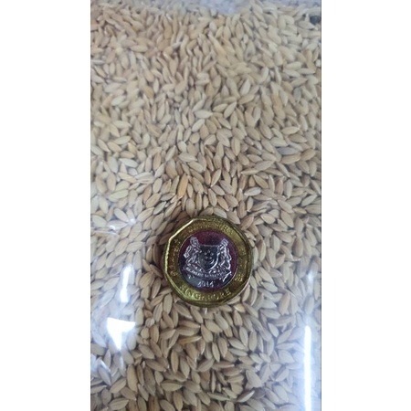 White rice padi, rice with husk, bird food, bird seeds, healthy food ...