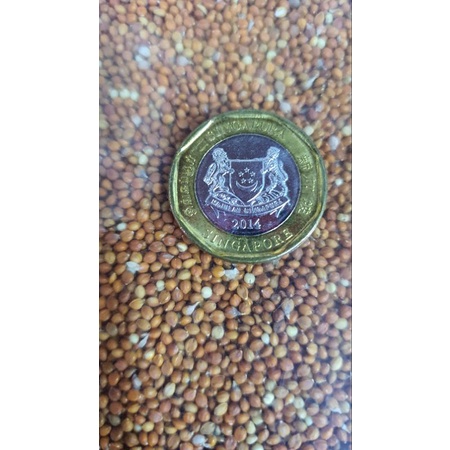 Red millet, Red spray millet baby parrots first bite food, all type of ...