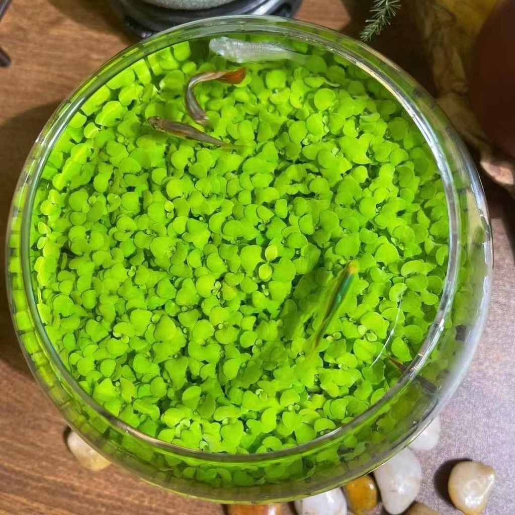 [BUY 2 GET 1 FREE]🍀 500pcs Creative micro landscape of aquatic seeds in fish tanks Potted🌹🍀 ...