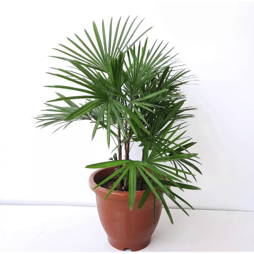 Rhapis Multifida Live Plant - Fresh Gardening Indoor Plant Outdoor Live ...