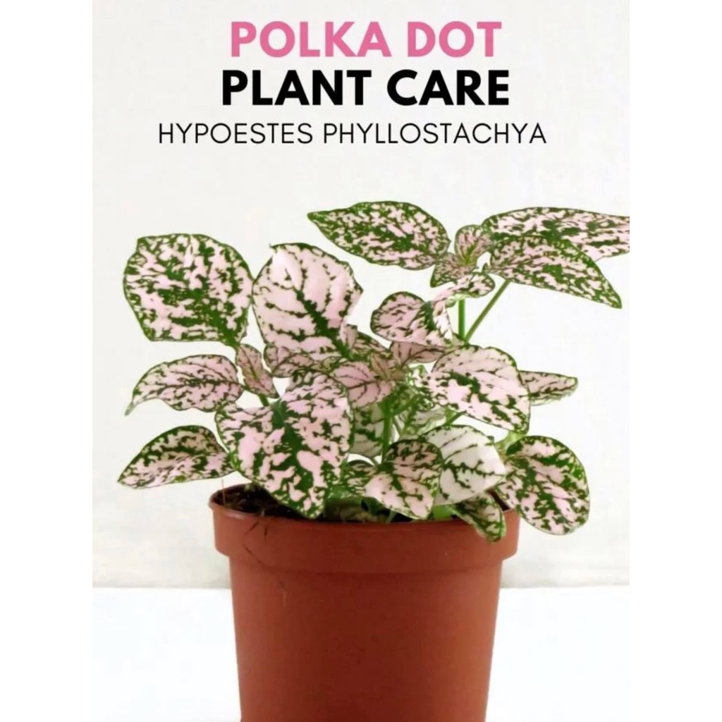 Hypoestes phyllostachya (pink or white), Polkadot plant (0.08m ...