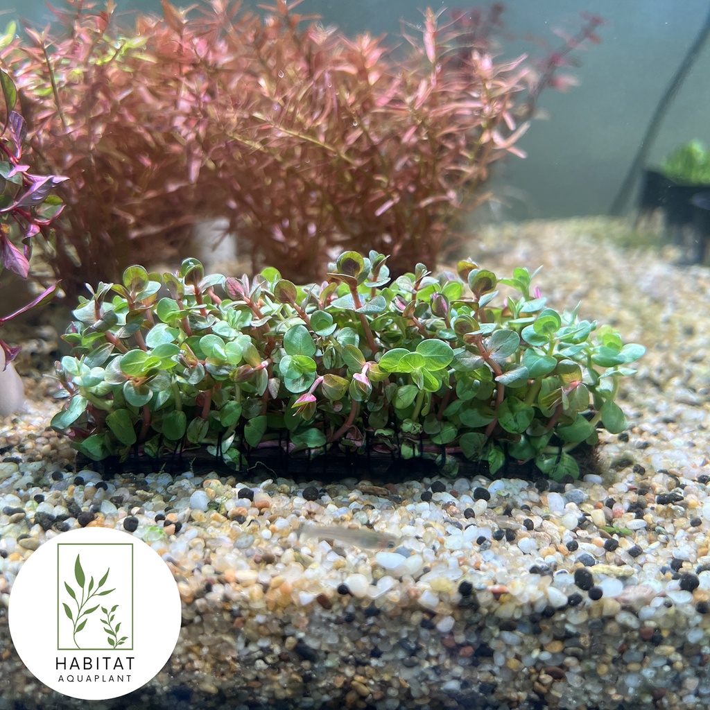 Rotala Species Emersed on Wood Fresh Live Aquarium Aquatic Plants ...