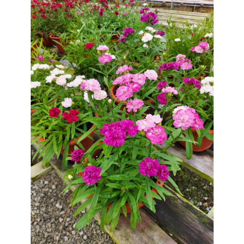 Carnation Live Plant - Fresh Gardening Indoor Plant Outdoor Live Plant ...