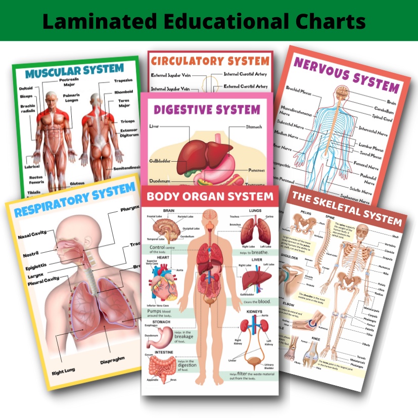 Laminated Charts, Nervous System, Respiratory System, Muscular System ...