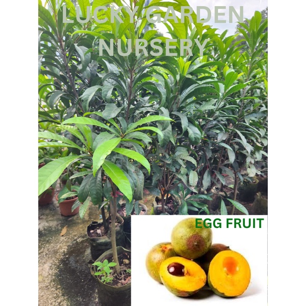 Grafted Eggs fruits tree /Pouteria lucuma/fruit tree | Shopee Singapore