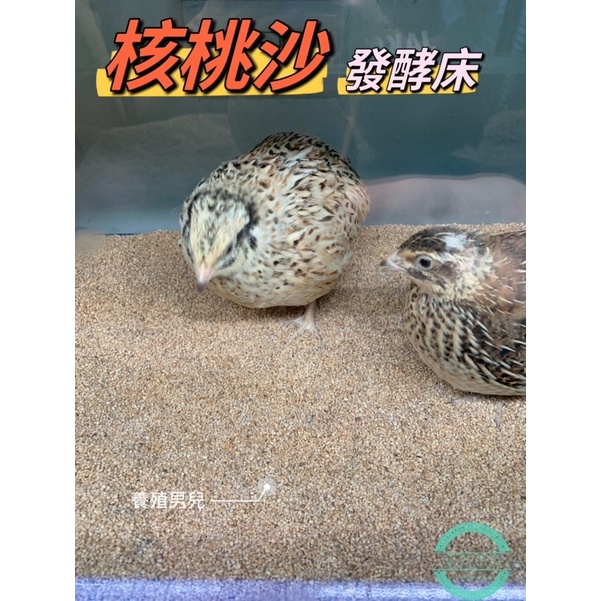 Walnut Sand, Litter, Pet Substrate, Desert Lizard, Scorpion, Snake ...