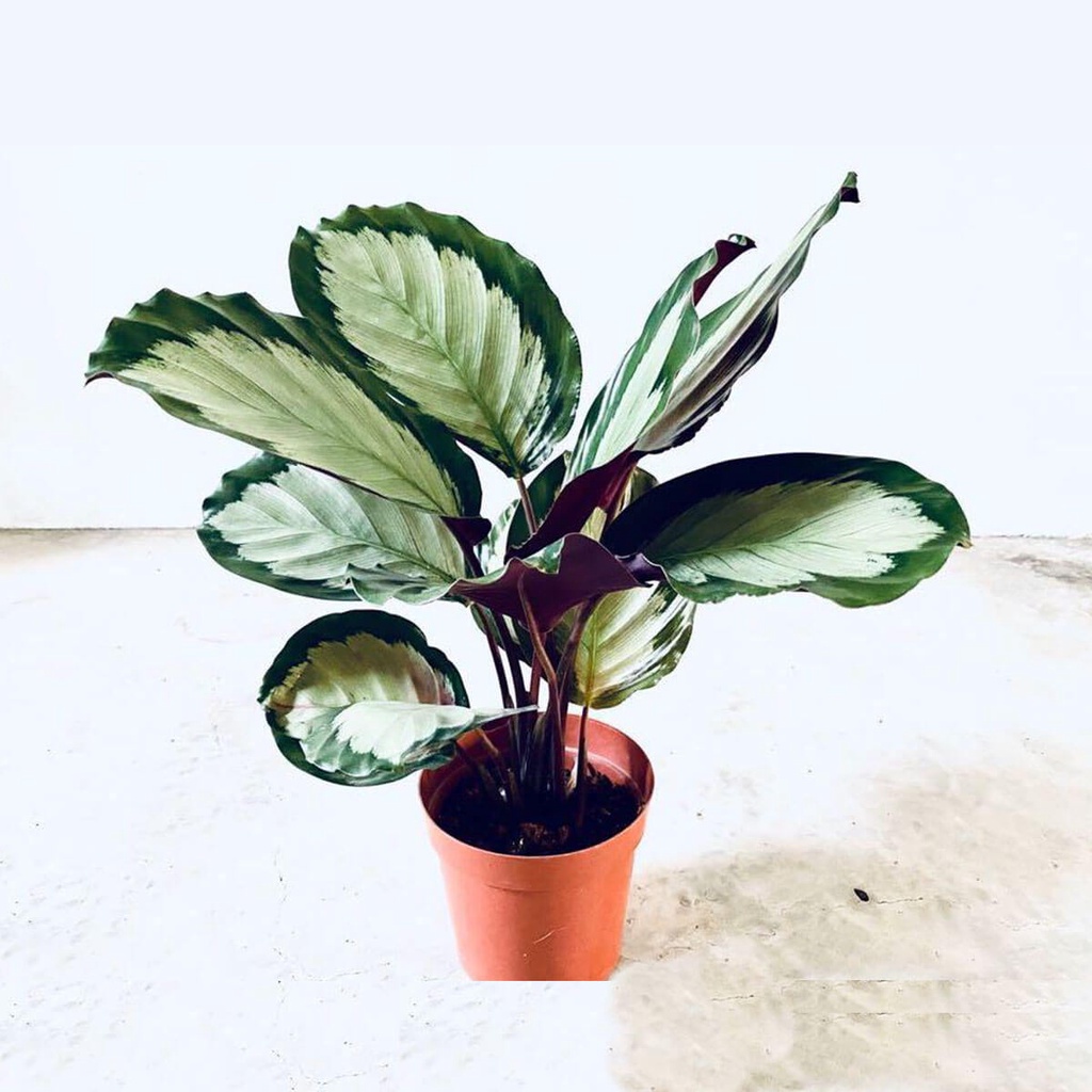 Calathea Corona Live Plant - Fresh Gardening Indoor Plant Outdoor Live ...