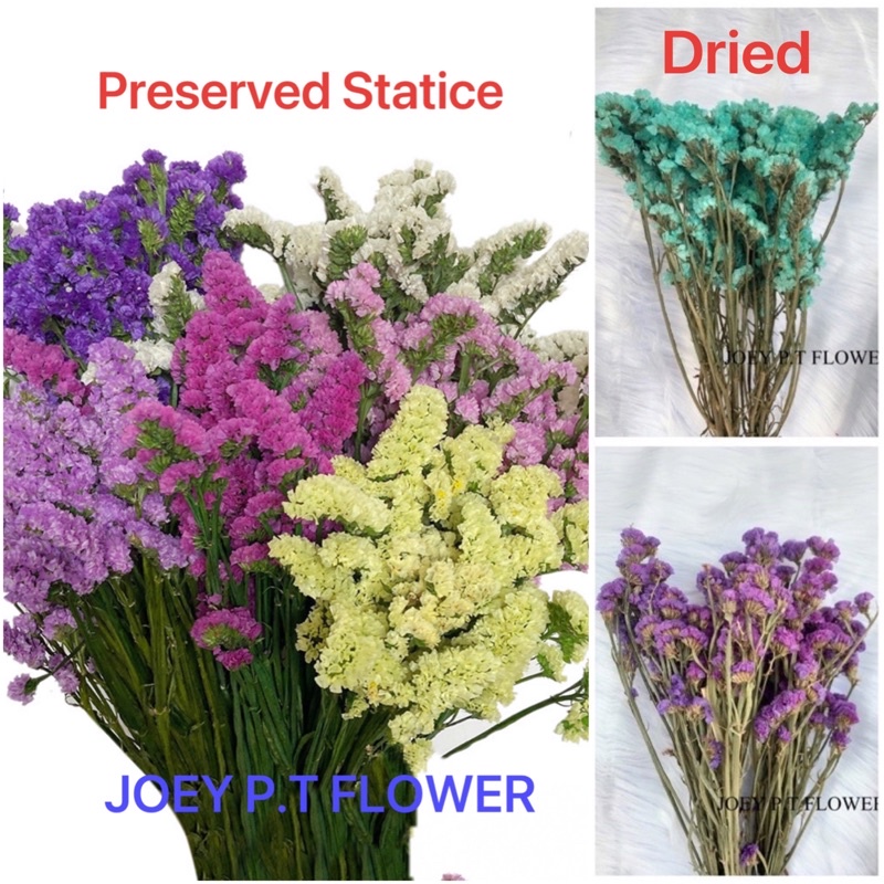 [SG READY STOCKS] Preserved Flower Wholesaler: Preserved Statice and ...