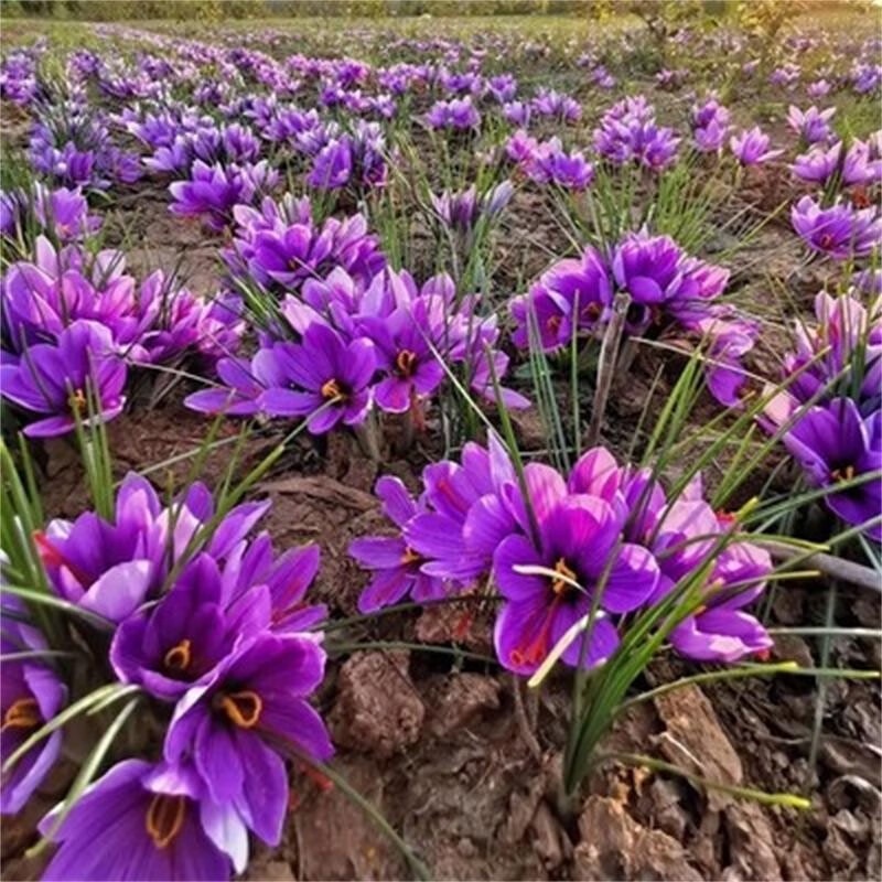 Saffron Crocus Flower Seeds | Best Flower Site
