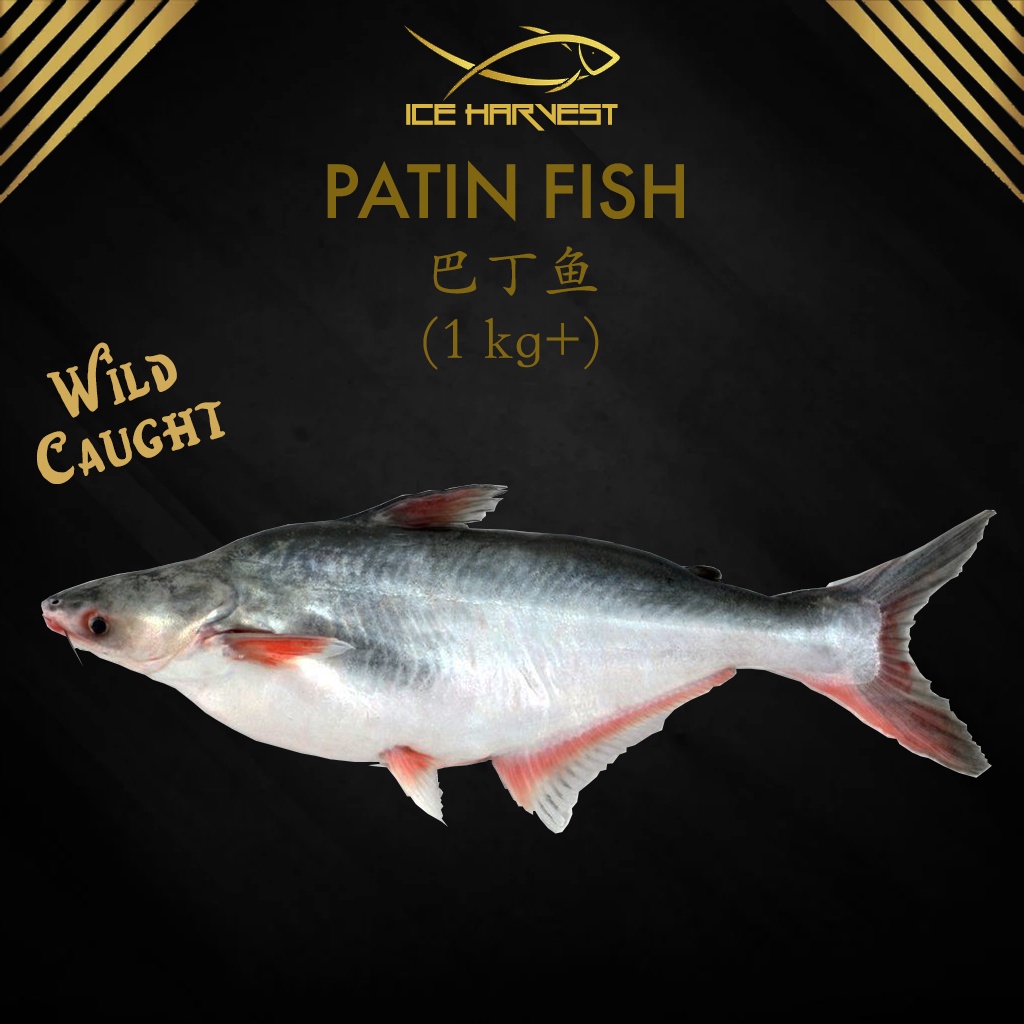 Patin Fish 1kg+ Silver Catfish Wild Caught Fresh Frozen 巴丁鱼 | Shopee ...