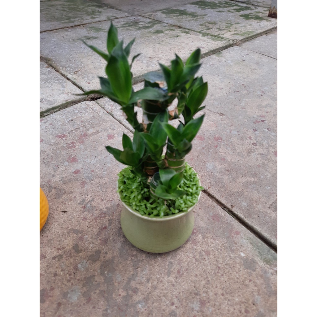 ZZ plant / Zamioculcas zamiifolia/ Chinese Money Plant/ Aroid palm ...
