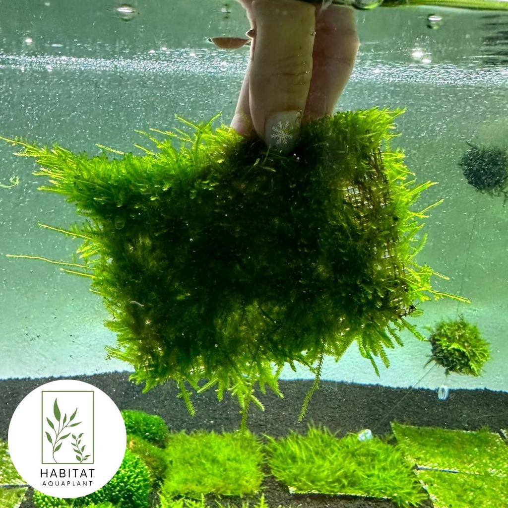 Taiwan Moss on Wire Mesh Fresh Live Aquarium Aquatic Plants | Shopee ...