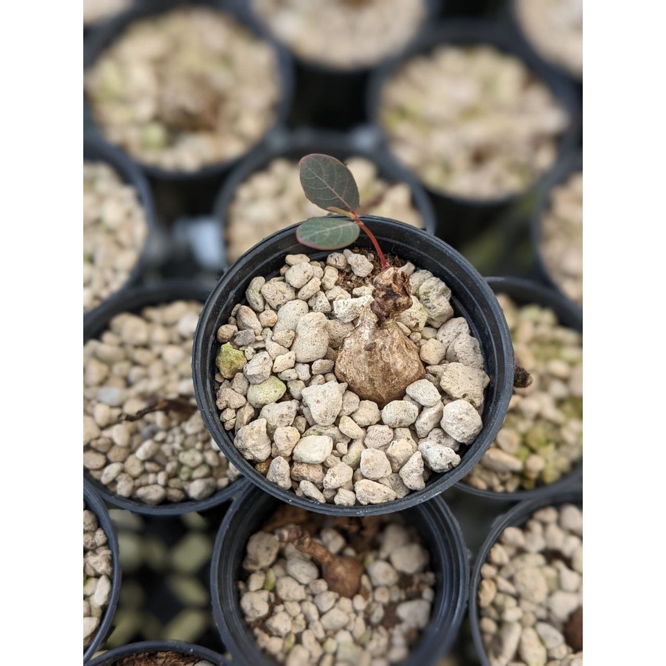 Mini Phyllanthus Mirabilis - Beautiful and Exotic, Easy Care House ...