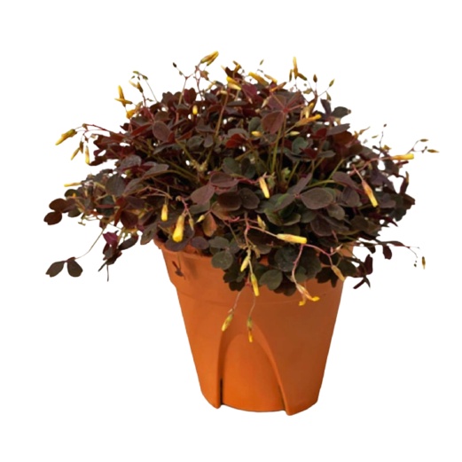 Oxalis Vulcanicola Zinfandel (Yellow Shamrock) in pot of 12cm diameter ...