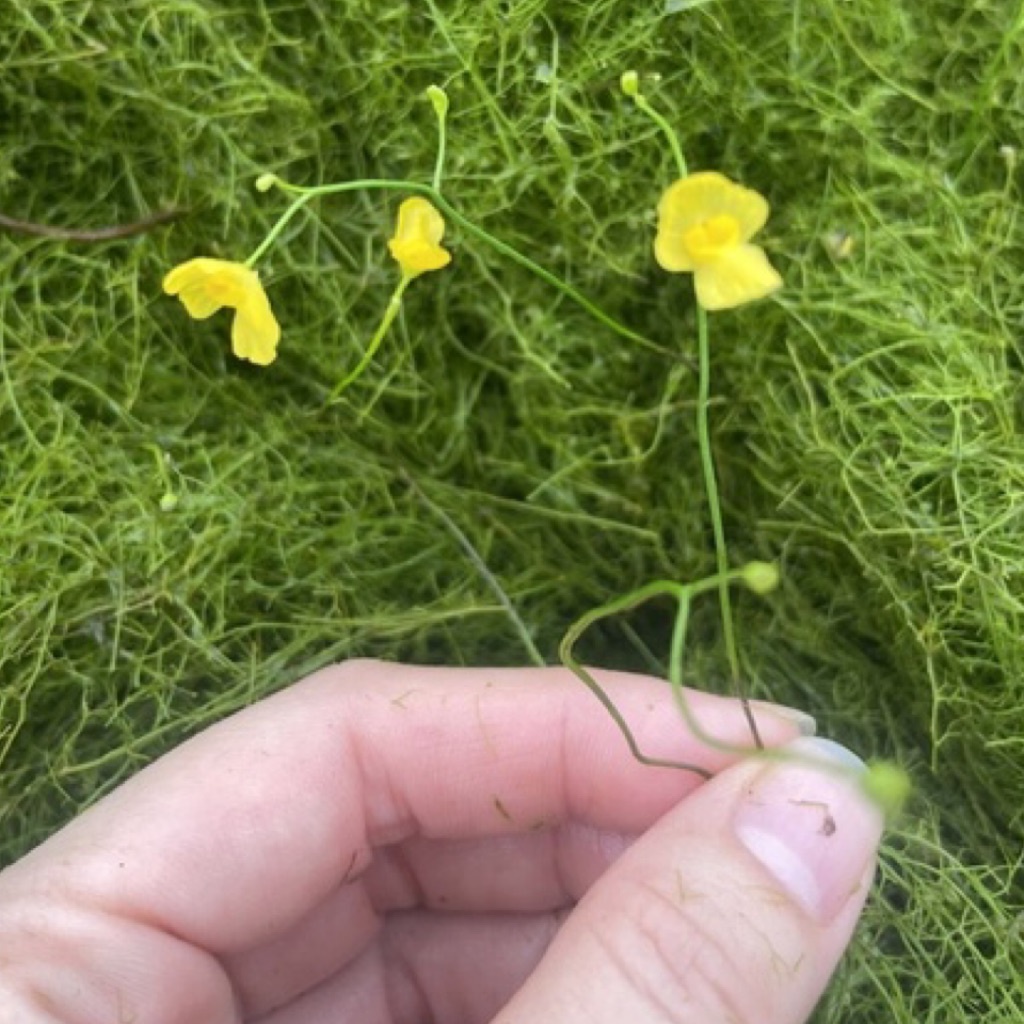 Utricularia Gibba Humped or Floating Bladderwort Aquatic Plant | Shopee ...