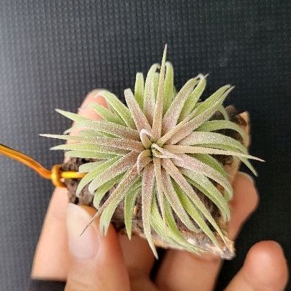 tillandsia mini air plant ionantha noid, nice gift. indoor outdoor ...