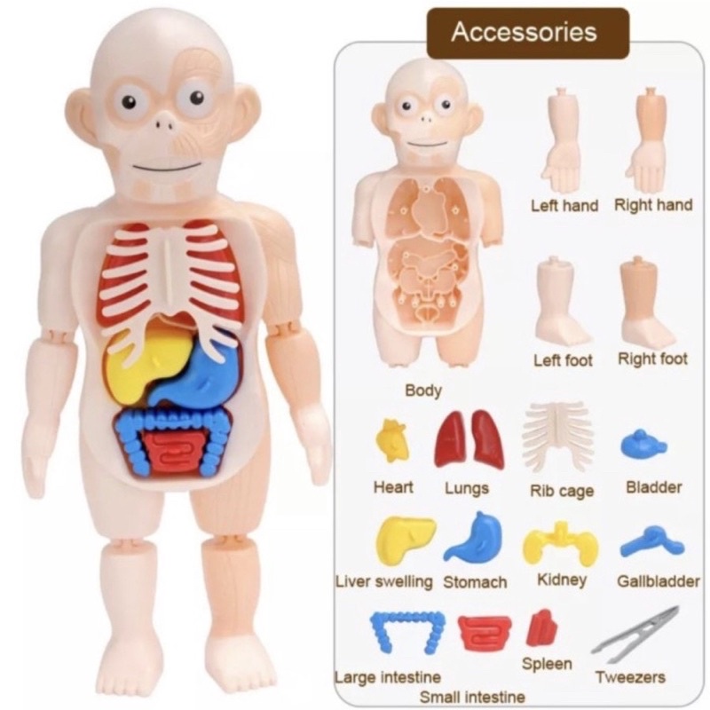 Montessori Educational Toys Miniature DIY Human Body Model Anatomy ...