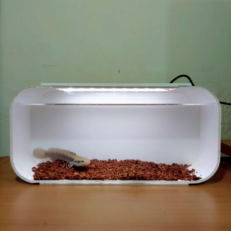 Chana Aquarium with Lid and Lights / Chana Aquarium / Channa Aquarium ...