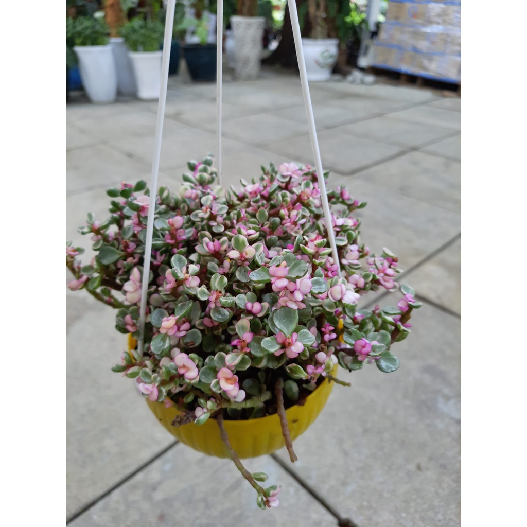 Portulacaria Afra Variegated/ Jade Plant/ Rainbow Bush/ Variegated ...