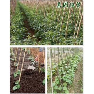 Buy Bamboo Pole At Sale Prices Online - March 2025 | Shopee Singapore
