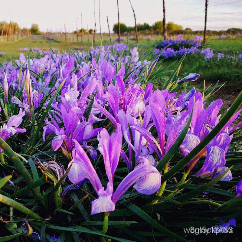 50pcs Iris Lactea Plant Seed Horse Orchid Flower Seeds for Gardening ...