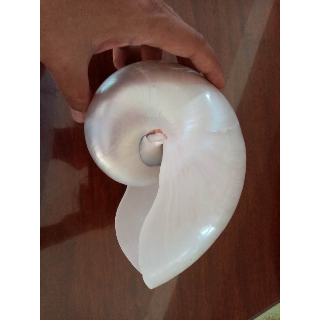 Real Seashell l Chamber Nautilus Pearlized l Xlarge l JUMBO l | Shopee ...