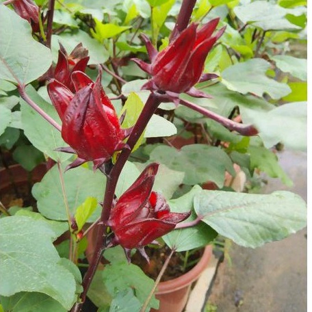 Ribena plant, ~8- inch pot, ~500mm ht. | Shopee Singapore