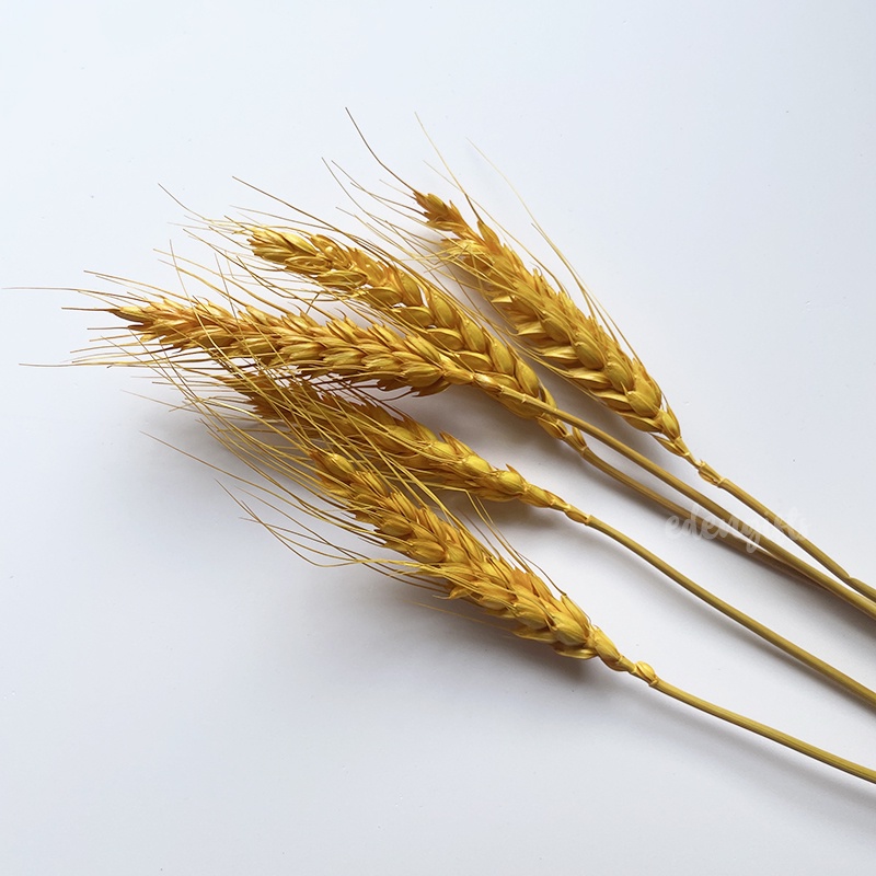 Preserved pressed dried flower, baby breath, bunny tail, wheat, Resin ...