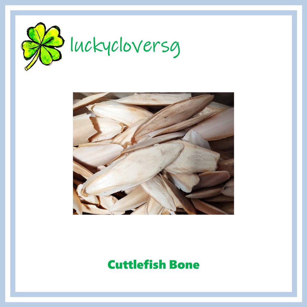 Cuttlefish Bone Cuttle Calcium for Isopod / Parrot / Terrapins / Small ...