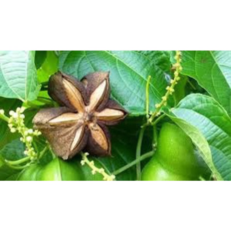Fresh Organic Sacha Inchi Leaves (Volubillis Leaves) | Shopee Singapore