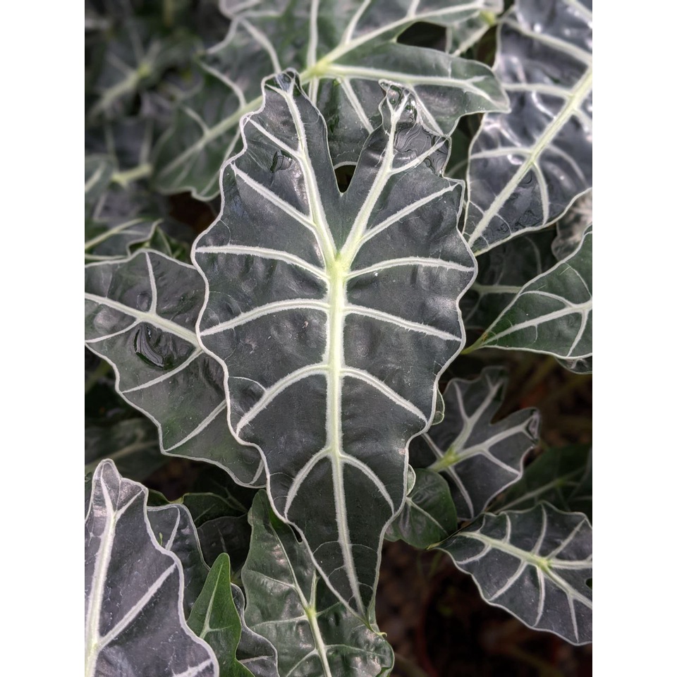 Alocasia Polly - Low maintainence Easy-care ornamental plants Singapore ...