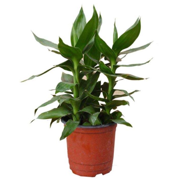 CNY Fresh Lucky Lotus Bamboo Potted Plant 富贵莲花竹 - Fresh Gardening ...