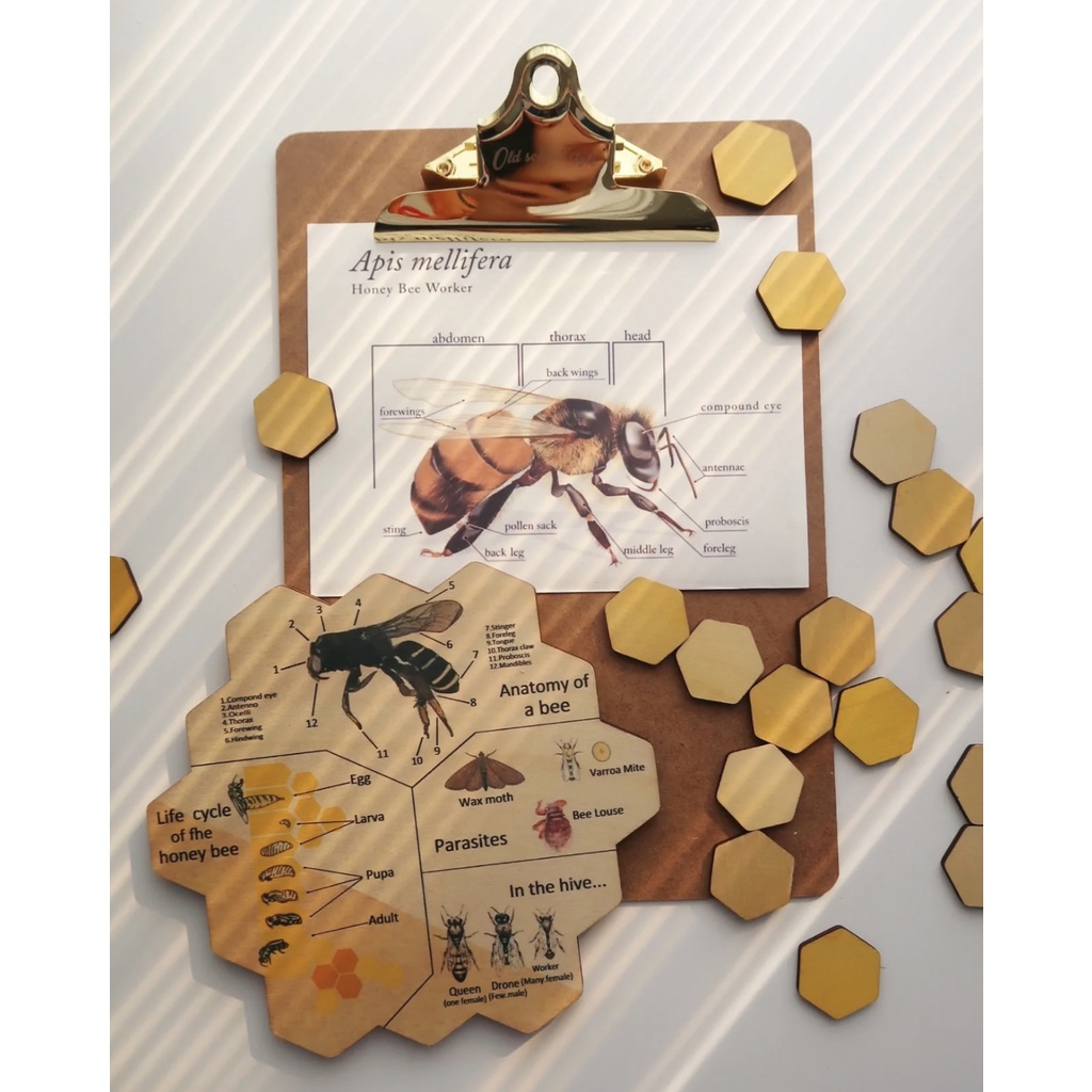 🇸🇬SG STOCK🇸🇬Anatomy Of A Bee | Natural Learning｜Puzzle Honeycomb｜Bee ...