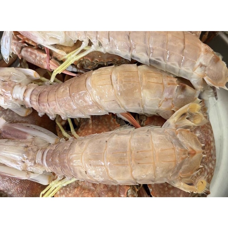 Live PiPi Prawn/Mantis Shrimp 🍤10pcs/20pcs 7-8inch鲜活皮皮虾7-8寸 10只/20只 ...