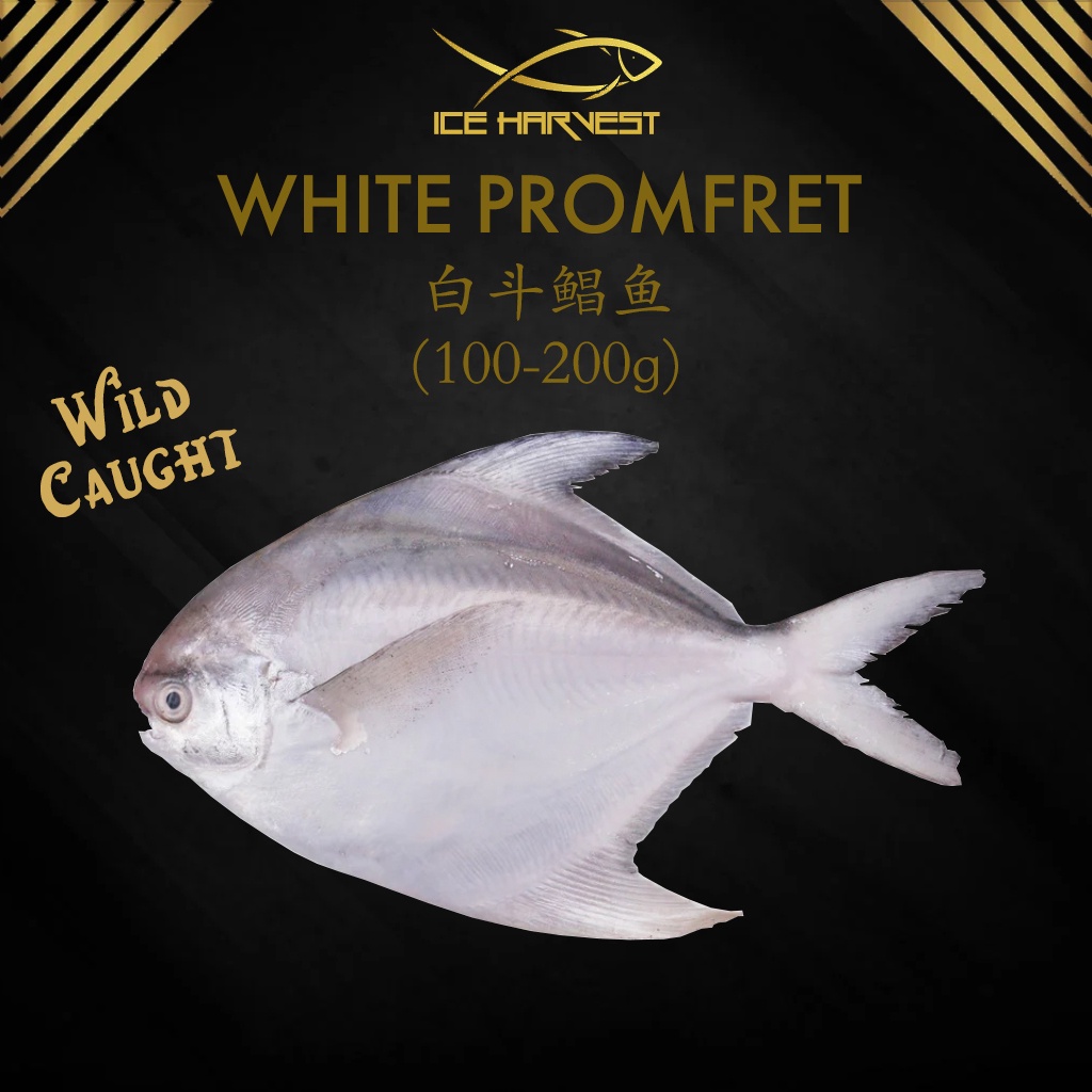 White Pomfret Fish 5kg/CTN Wild Caught Fresh Frozen 白鲳鱼 | Shopee Singapore