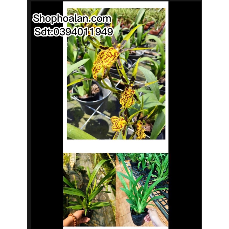 Taiwan Labyrinth Dancer Is Bud CNY 2023 | Shopee Singapore