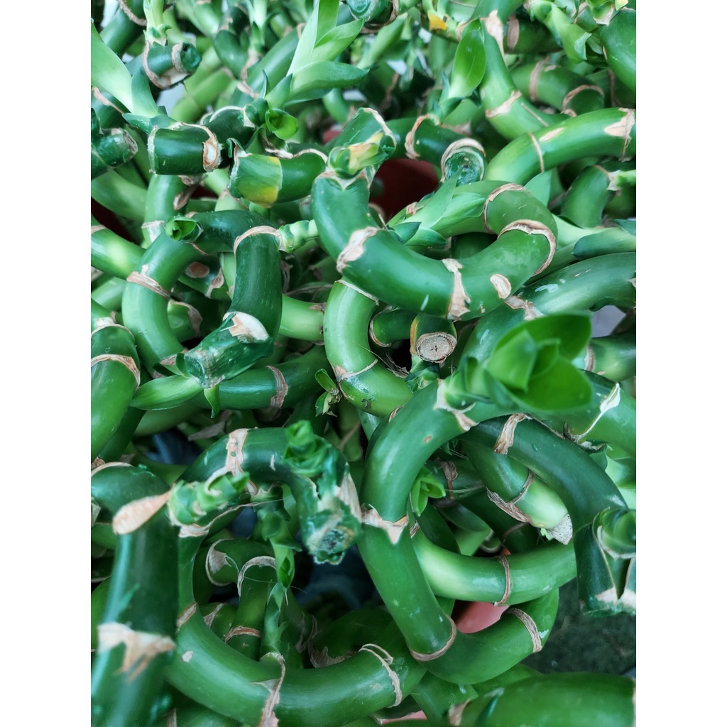 10PCS CNY Chinese New Year Lucky Fortune Fa Cai Curly Bamboo Plant ...