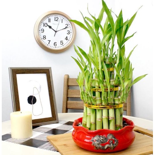 CNY Fresh Bamboo Tower - Fresh Gardening Indoor Plant Outdoor Plants ...