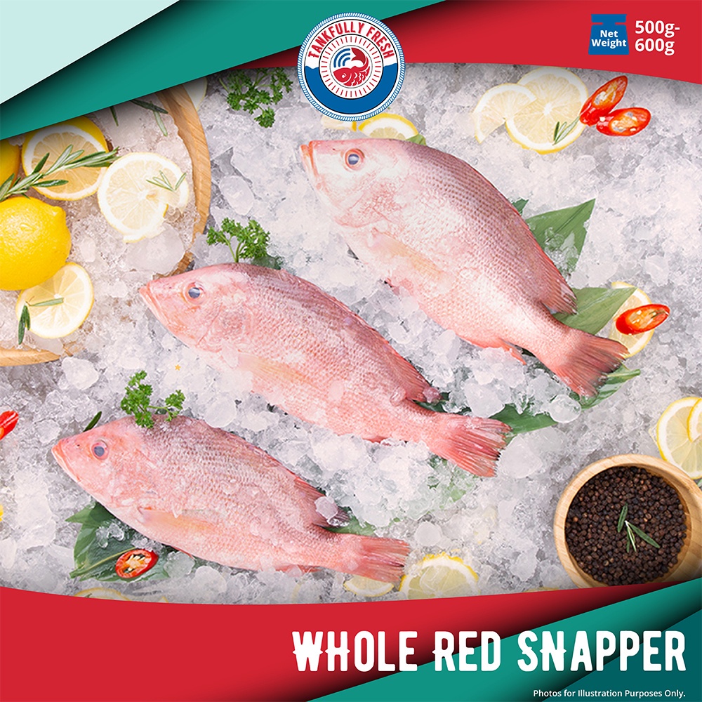 [Tankfully Fresh] Fresh Red Snapper Whole 红鸡 (500g-600g) | Shopee Singapore