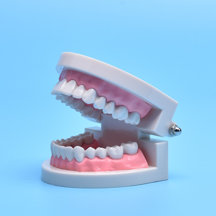 Montessori Children Brushing Tooth Teaching Aids Kids Brush Teeth ...